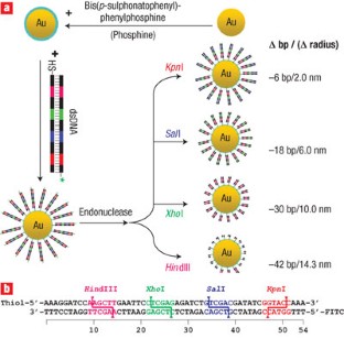 A nanoplasmonic molecular ruler for measuring nuclease activity and DNA ...