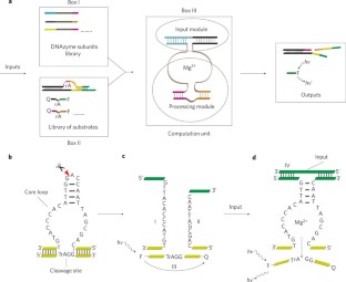 DNA computing circuits using libraries of DNAzyme subunits | Nature ...