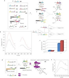 DNA computing circuits using libraries of DNAzyme subunits | Nature ...