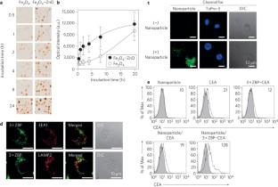 A multifunctional core–shell nanoparticle for dendritic cell-based ...