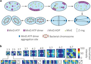 The nanotechnology of life-inspired systems | Nature Nanotechnology