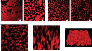 Bicontinuous structured liquids with sub-micrometre domains using ...