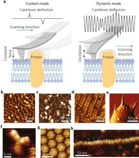 Imaging modes of atomic force microscopy for application in molecular ...