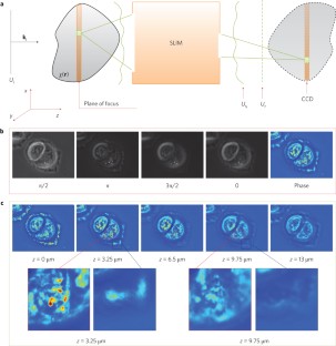 White-light diffraction tomography of unlabelled live cells | Nature ...
