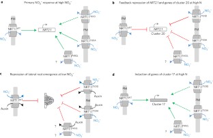 Multiple mechanisms of nitrate sensing by Arabidopsis nitrate ...