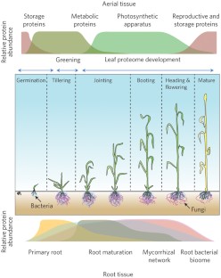 Protein turnover in plant biology | Nature Plants