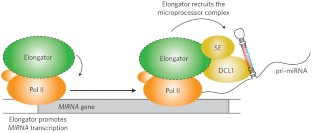 MicroRNA transcription and processing: Elongator caught in the act ...