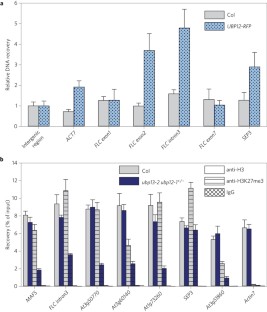 H2A deubiquitinases UBP12/13 are part of the Arabidopsis polycomb group ...
