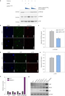 H2A deubiquitinases UBP12/13 are part of the Arabidopsis polycomb group ...