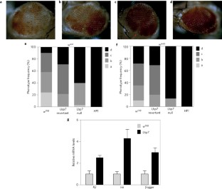 H2A deubiquitinases UBP12/13 are part of the Arabidopsis polycomb group ...