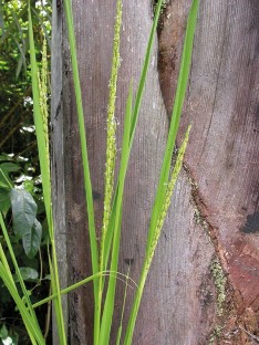 Plant genomics: African origins of ‘black rice’ | Nature Plants