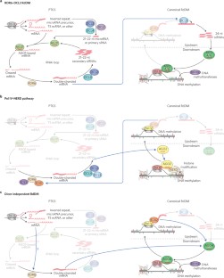Non-canonical RNA-directed DNA methylation | Nature Plants