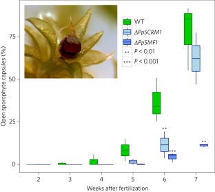 Origin and function of stomata in the moss Physcomitrella patens ...