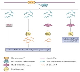 Small RNA biogenesis: Novel roles of an RNase III enzyme | Nature Plants
