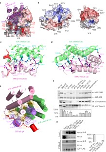 Structure of the SHR–SCR heterodimer bound to the BIRD/IDD ...