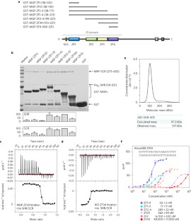 Structure of the SHR–SCR heterodimer bound to the BIRD/IDD ...