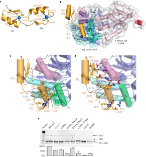 Structure of the SHR–SCR heterodimer bound to the BIRD/IDD ...