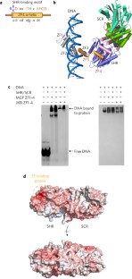 Structure of the SHR–SCR heterodimer bound to the BIRD/IDD ...