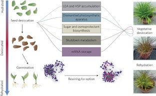 Desiccation tolerance: Seedy origins of resurrection | Nature Plants