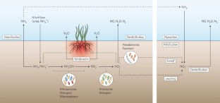 Nitrogen transformations in modern agriculture and the role of ...