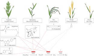 Nitrogen transformations in modern agriculture and the role of ...