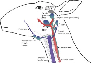 Cervical duct cannulation in sheep for collection of afferent lymph ...