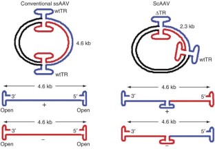 Production and characterization of adeno-associated viral vectors ...