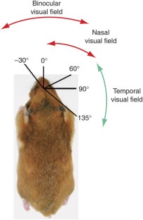 Behavioral testing and preliminary analysis of the hamster visual ...