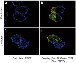 Site-specific protein labeling by Sfp phosphopantetheinyl transferase ...