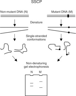 Single-strand conformation polymorphism (SSCP) for the analysis of ...