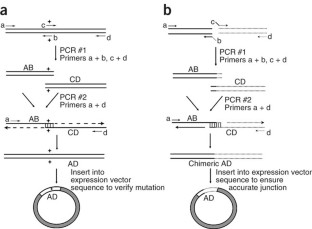 Gene splicing and mutagenesis by PCR-driven overlap extension | Nature ...