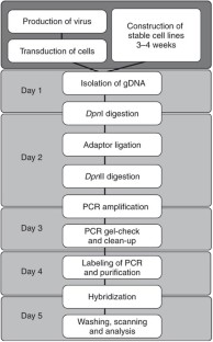 Detection of in vivo protein–DNA interactions using DamID in mammalian ...
