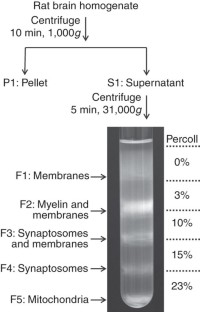 A rapid Percoll gradient procedure for preparation of synaptosomes ...