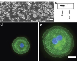 Culture of Drosophila S2 cells and their use for RNAi-mediated loss-of ...