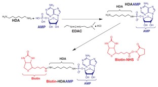 Synthesis of biotin–AMP conjugate for 5′ biotin labeling of RNA through ...