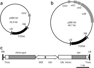 Agrobacterium -mediated transformation of rice using immature embryos ...