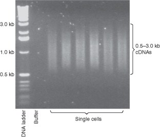 RNA-Seq analysis to capture the transcriptome landscape of a single ...