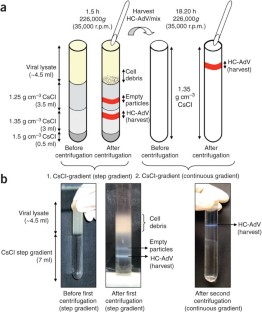 A rapid protocol for construction and production of high-capacity ...