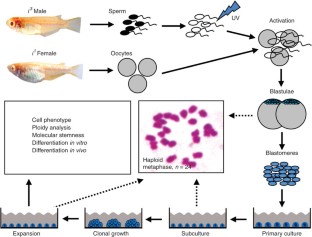 Derivation and characterization of haploid embryonic stem cell cultures ...