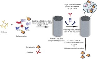Cell separation using cryogel-based affinity chromatography | Nature ...