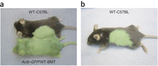 A transient parabiosis skin transplantation model in mice | Nature ...