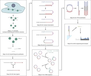 The ribosome profiling strategy for monitoring translation in vivo by ...
