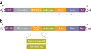 Designing and using RNA scaffolds to assemble proteins in vivo | Nature ...
