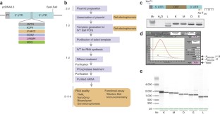 Reprogramming human fibroblasts to pluripotency using modified mRNA ...