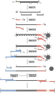 Single-stranded DNA library preparation for the sequencing of ancient ...