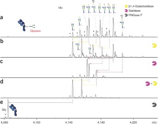 Detailed mass analysis of structural heterogeneity in monoclonal ...
