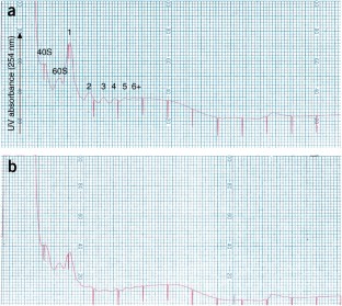 Cell type–specific mRNA purification by translating ribosome affinity ...