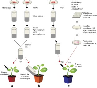 Tobacco rattle virus–based virus-induced gene silencing in Nicotiana ...