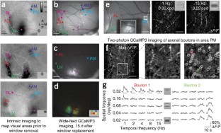 Removable cranial windows for long-term imaging in awake mice | Nature ...