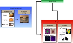 Using pancreas tissue slices for in situ studies of islet of Langerhans ...